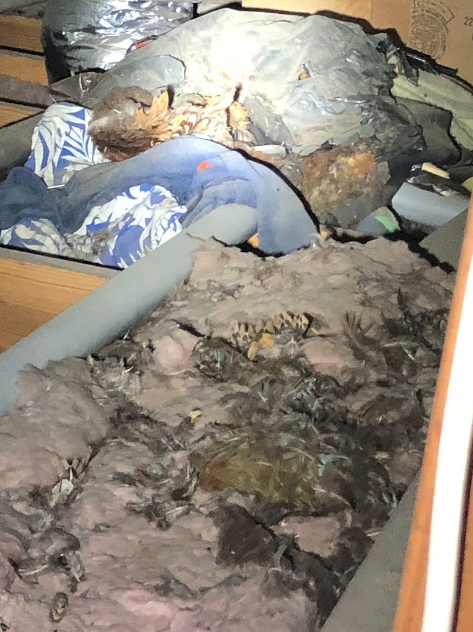 How to Identify a Raccoon Den in the Attic - Trutech Wildlife Service