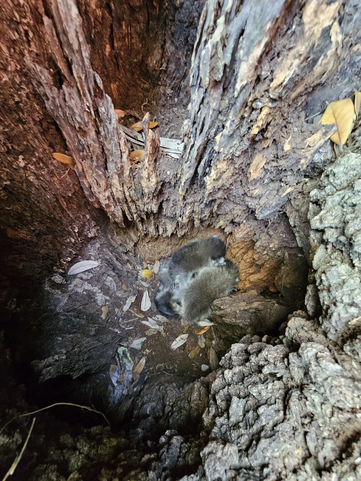 How to Identify a Raccoon Den in the Attic - Trutech Wildlife Service